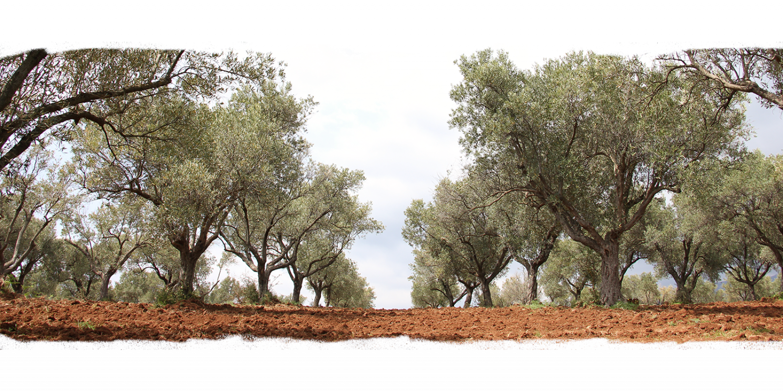 Tree Adoptions TRE Olive Tree Adoptions TRE Olive