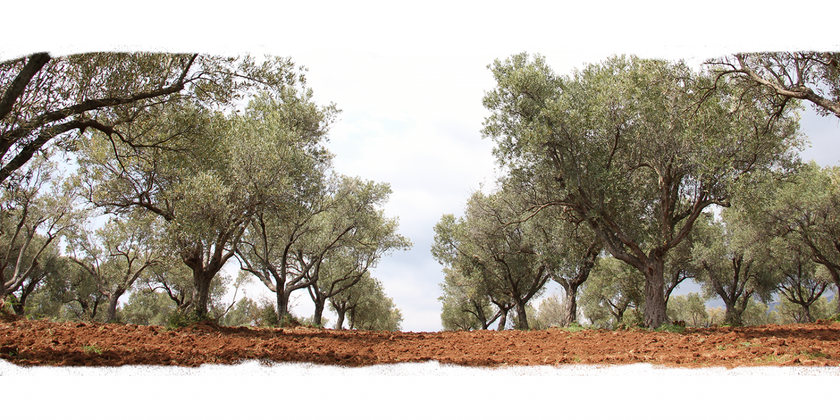 Tree Adoptions – TRE Olive