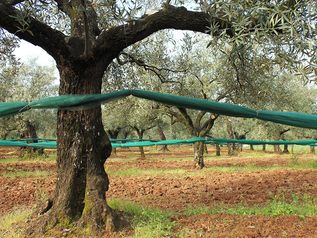 Groves – TRE Olive