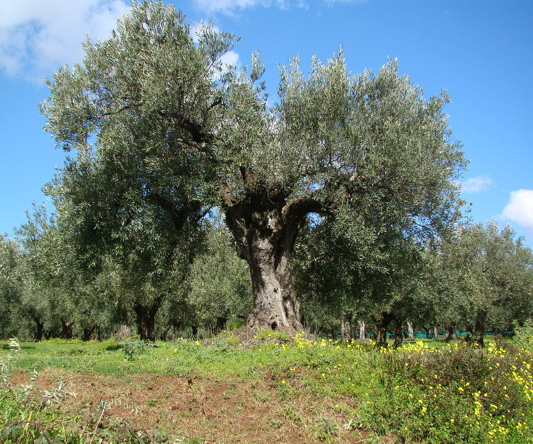 Tree Adoptions – TRE Olive
