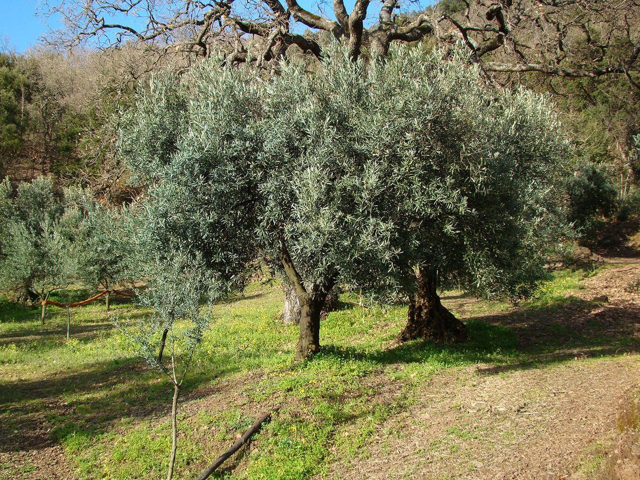 Groves – TRE Olive