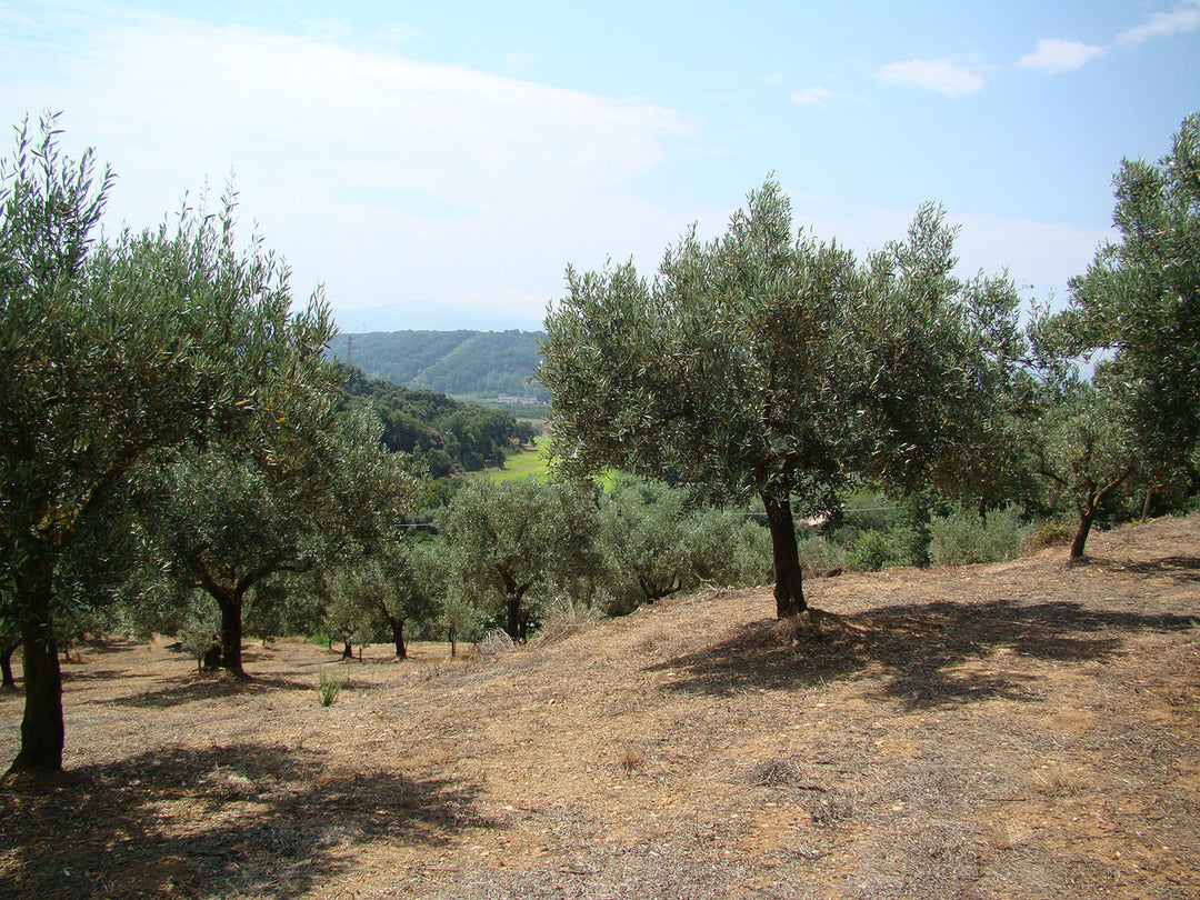 Groves – TRE Olive