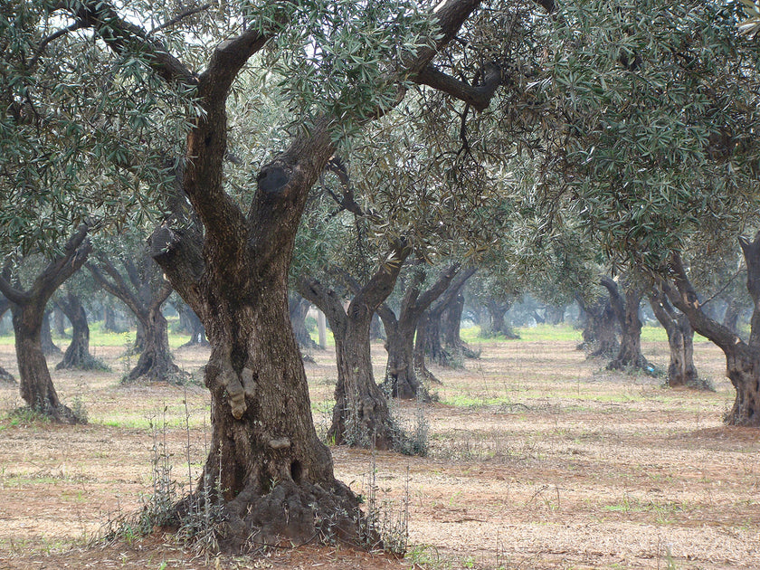 Groves – TRE Olive